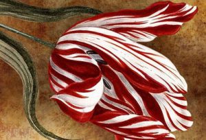 La burbuja de los tulipanes del siglo XVII y sus lecciones para la era ...