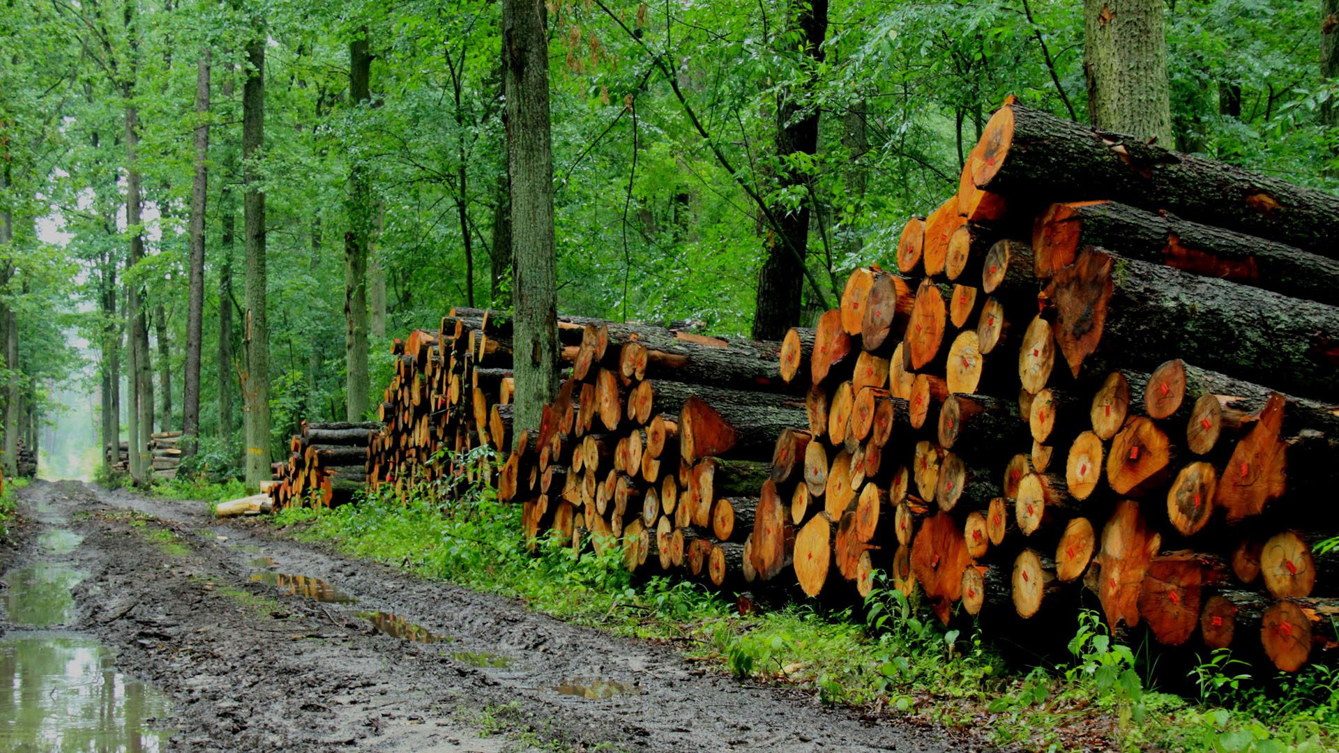 El sector forestal como herramienta del desarrollo regional | Visión ...